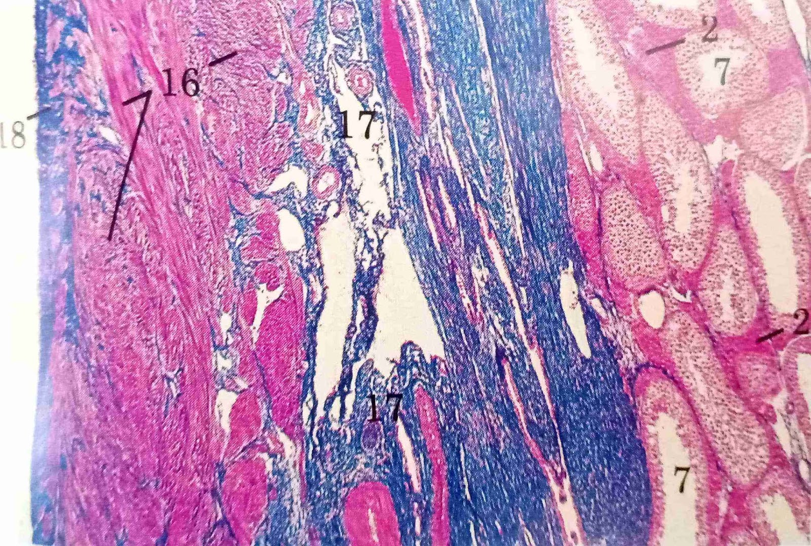 Male Reproductive System | Histology | Anjani Mishra