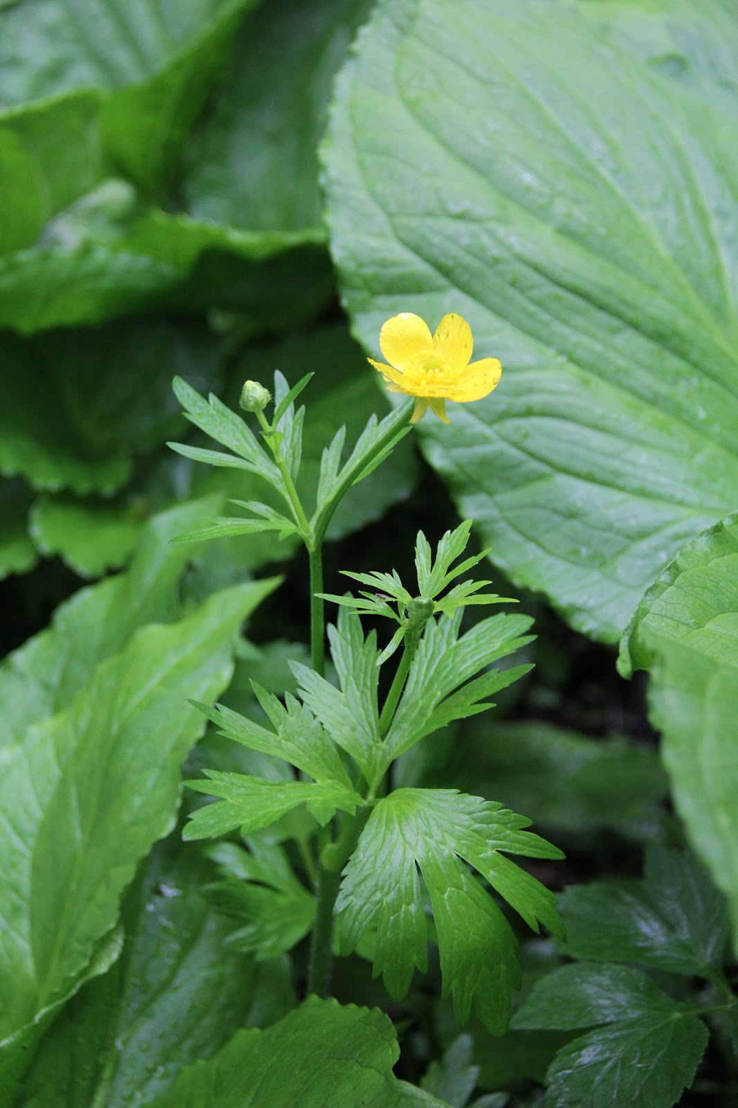 Isabella Conservation District Environmental Education Program: Native ...