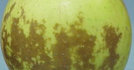 Physiological disorder of Apple