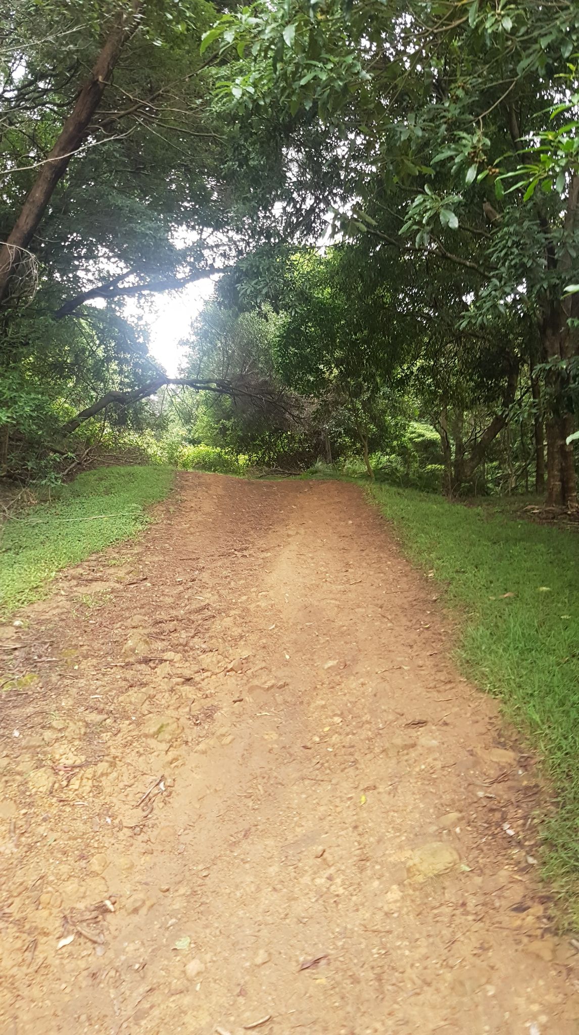 Steventure: Mount Keira - Ken Ausburn Track