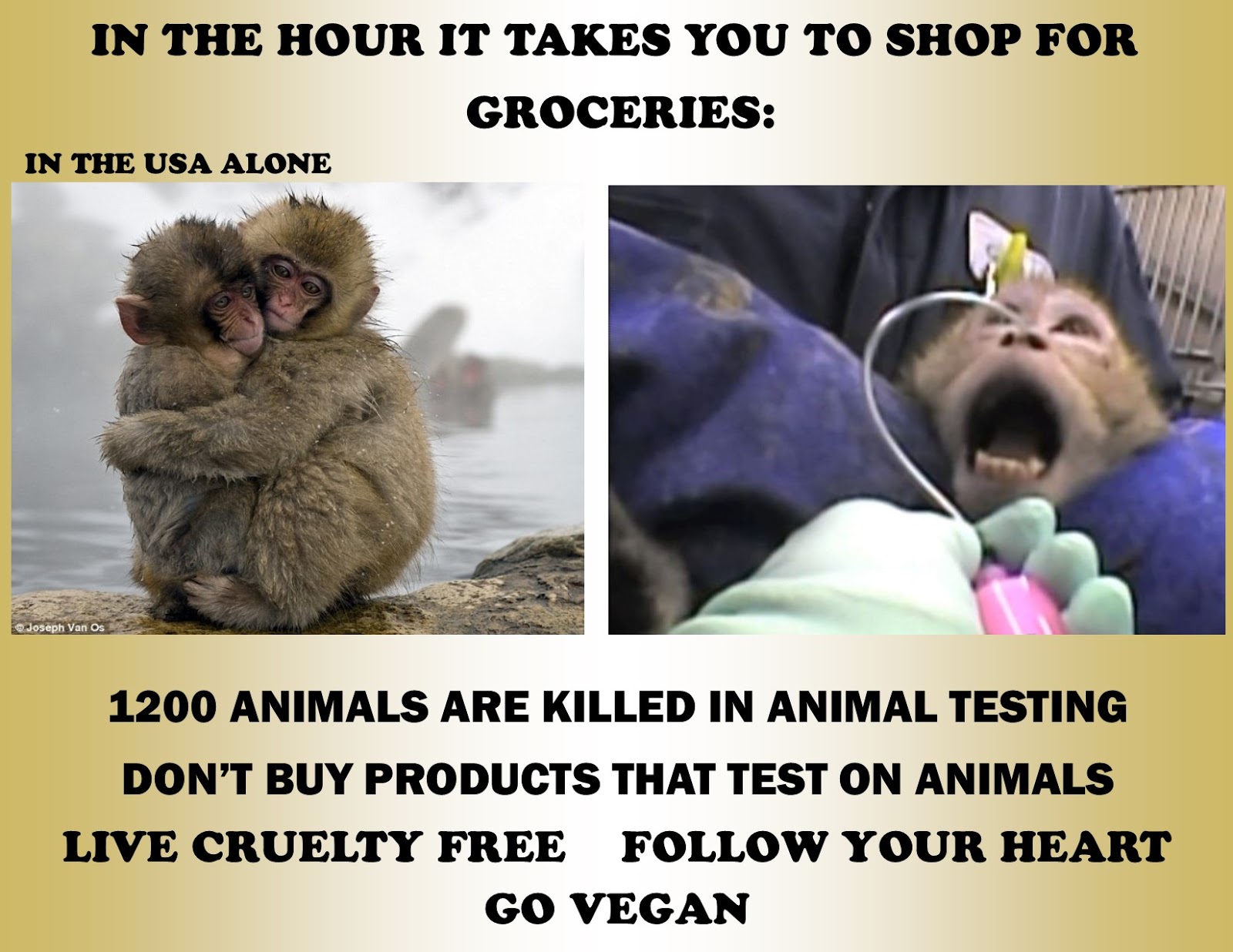 Joy of Vegan: animal testing memes to share