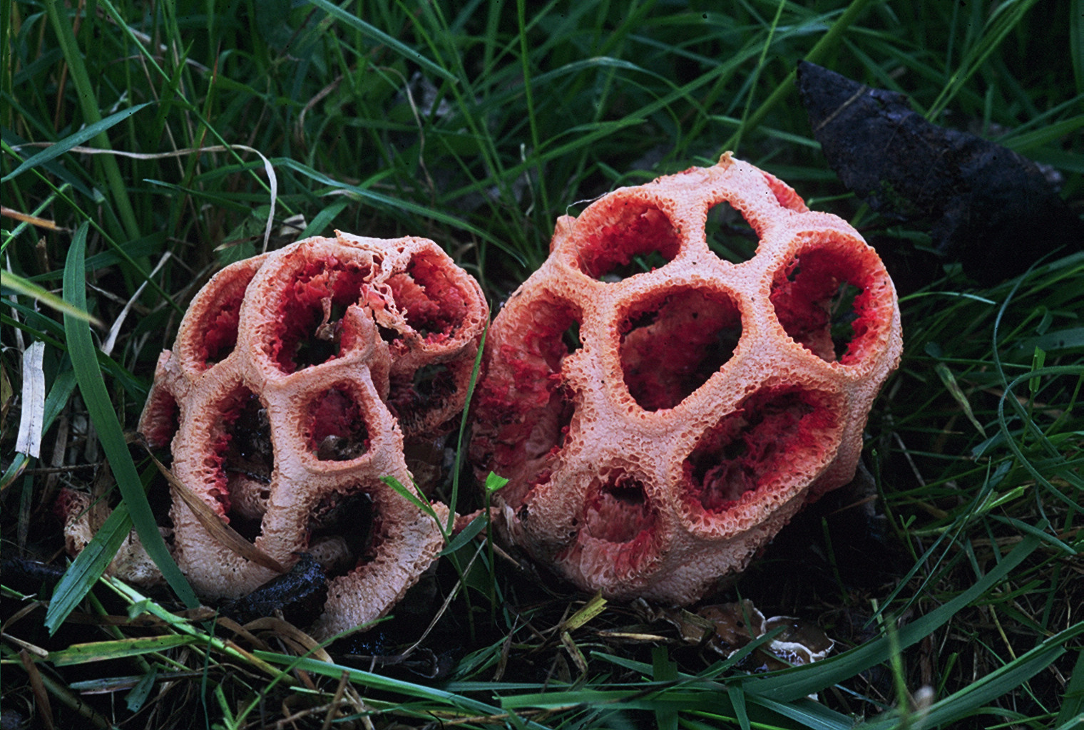 FUNGOS DE GALLAECIA Y NORTE DE LUSITANIA: MUNDO FASCINANTE DE PHALLALES ...