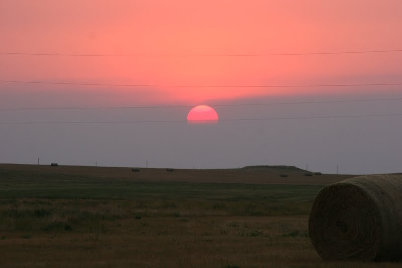 Gumbo Lily: Hot pink sun...