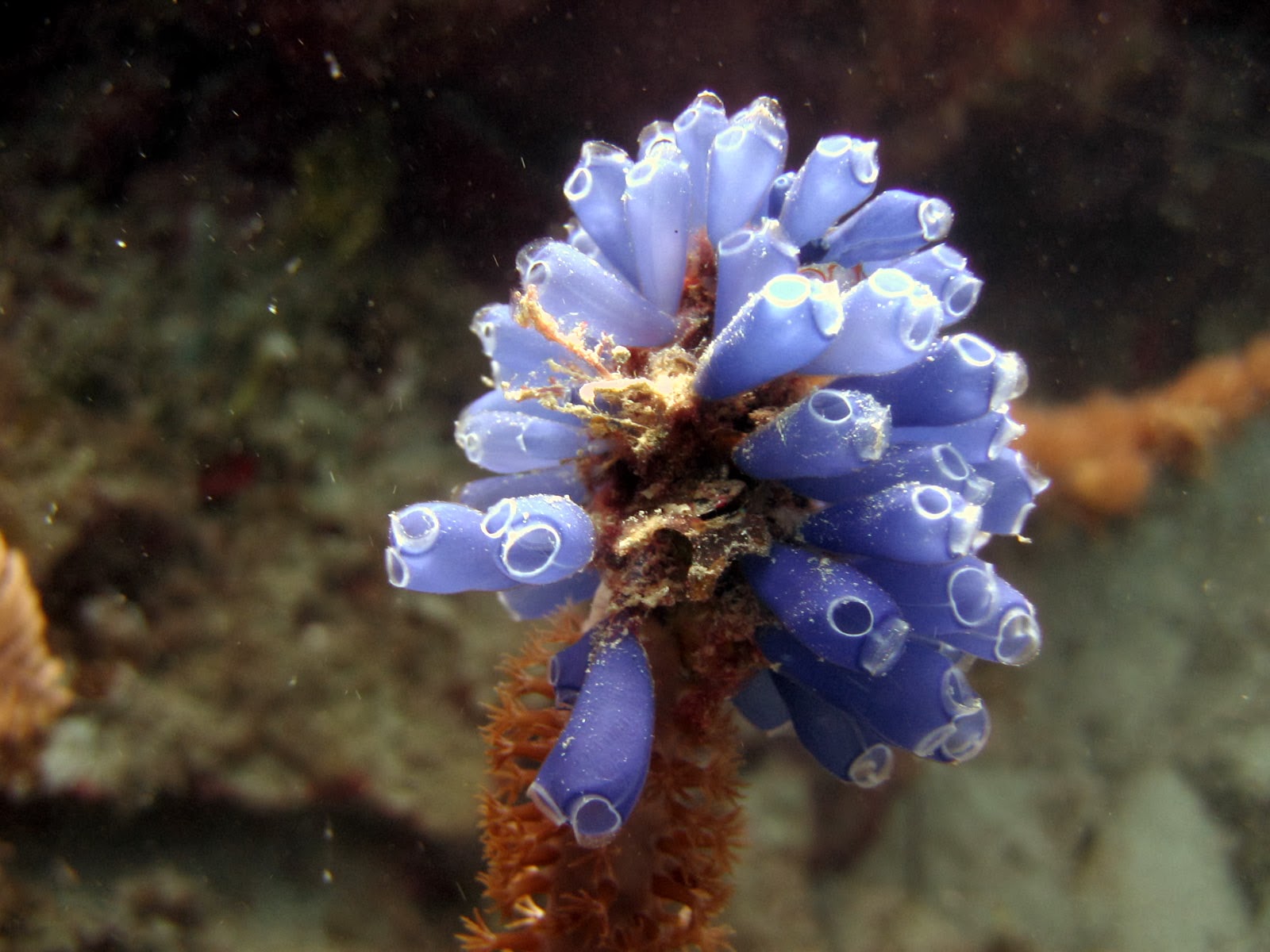 Excreción en urocordados