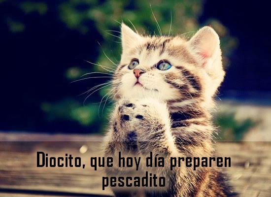 Memes De Tiernos Gatitos: Resando | Imágenes Y Memes De Gatos