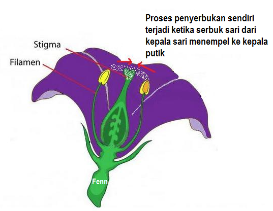 31+ Contoh Tumbuhan Yang Melakukan Penyerbukan Silang Kekinian ...