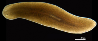 Biology Tutorials: Animal Kingdom Invertebrates