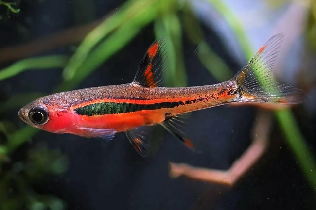 Boraras brigittae - Mosquito Rasbora