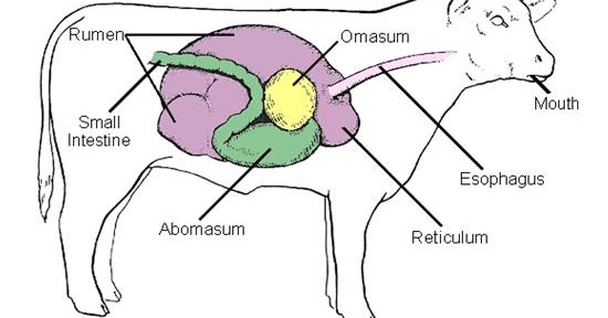 Rumen Microbiology ~ Dhiraj's Blog