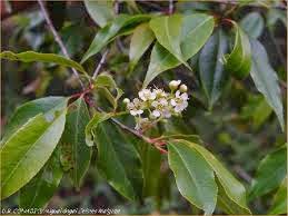 Capulí: PROPIEDADES