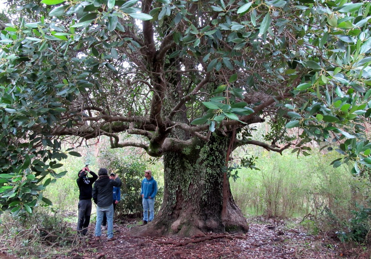 Organizaciones se unen para conservar uno de los Queules más antiguos ...