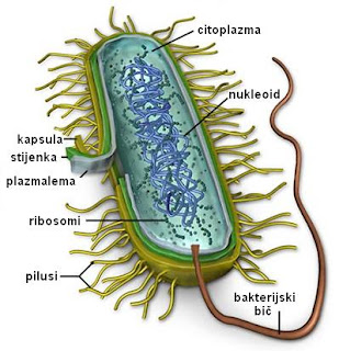 Instrukcije iz kemije i biologije: Instrukcije iz biologije - Građa ...