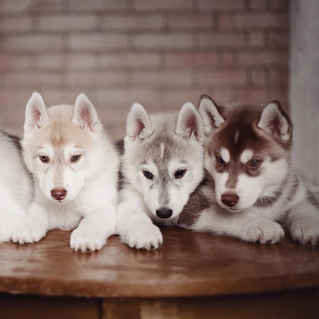 White Wolf : These Endearing Photos Of Siberian Husky Puppies Will Warm ...