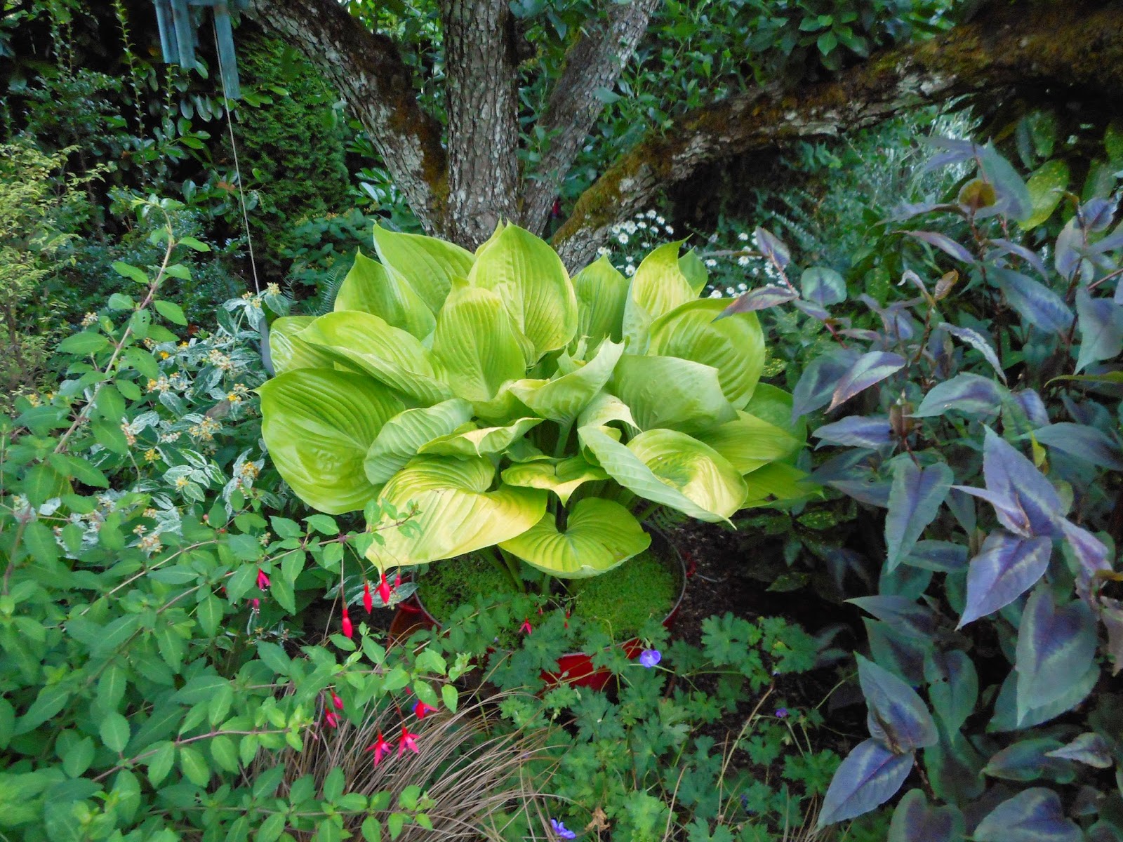 Gardening With Grace: Random Garden Photos