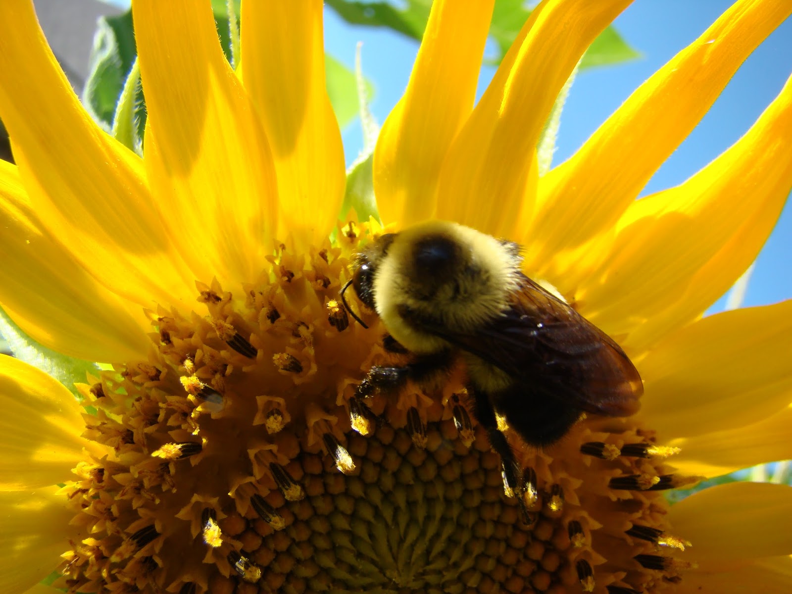 CO-Horts: More Bees Please!