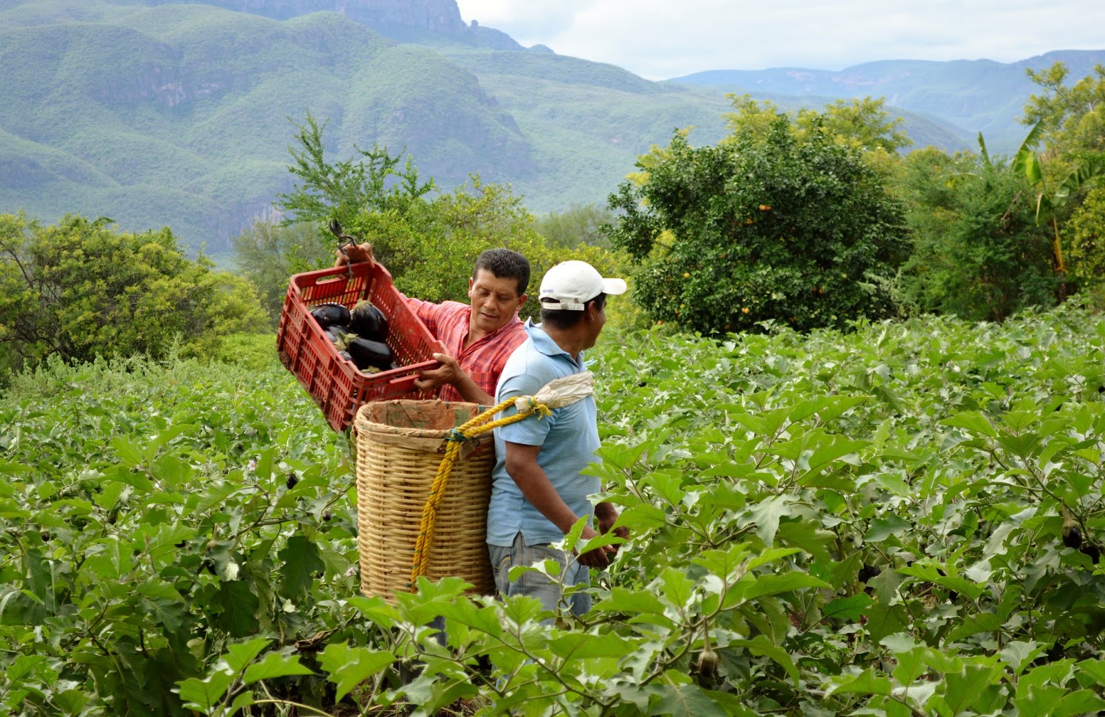 Viajes, Amor, Naturaleza y Vida : Vaije a Cuicatlán, Oaxaca, México