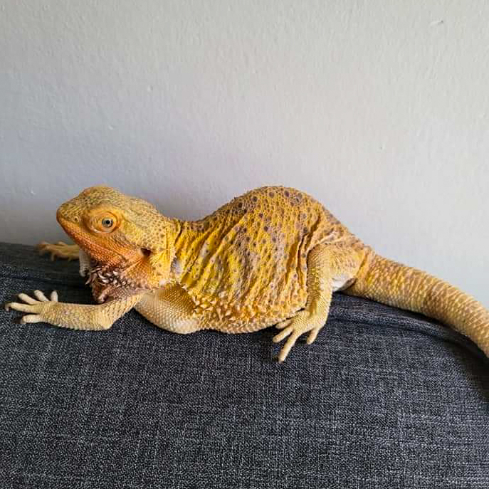 Audrey's League for Wayward Animals Yearning for Safety: Metabolic Bone ...