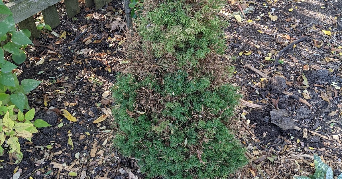 Dwarf Albert Spruce - In Decline - Fall 2020