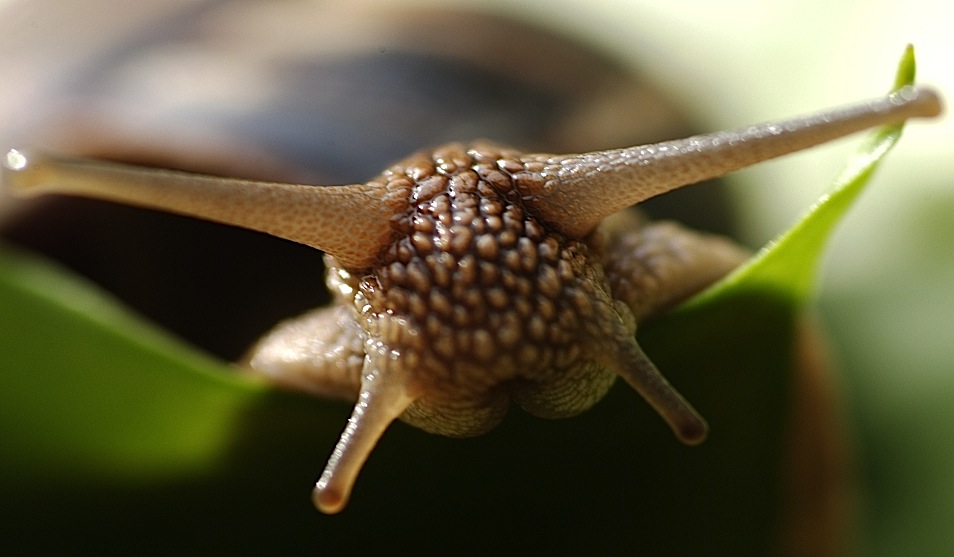 Allotment Heaven: 30 Shades of Slug