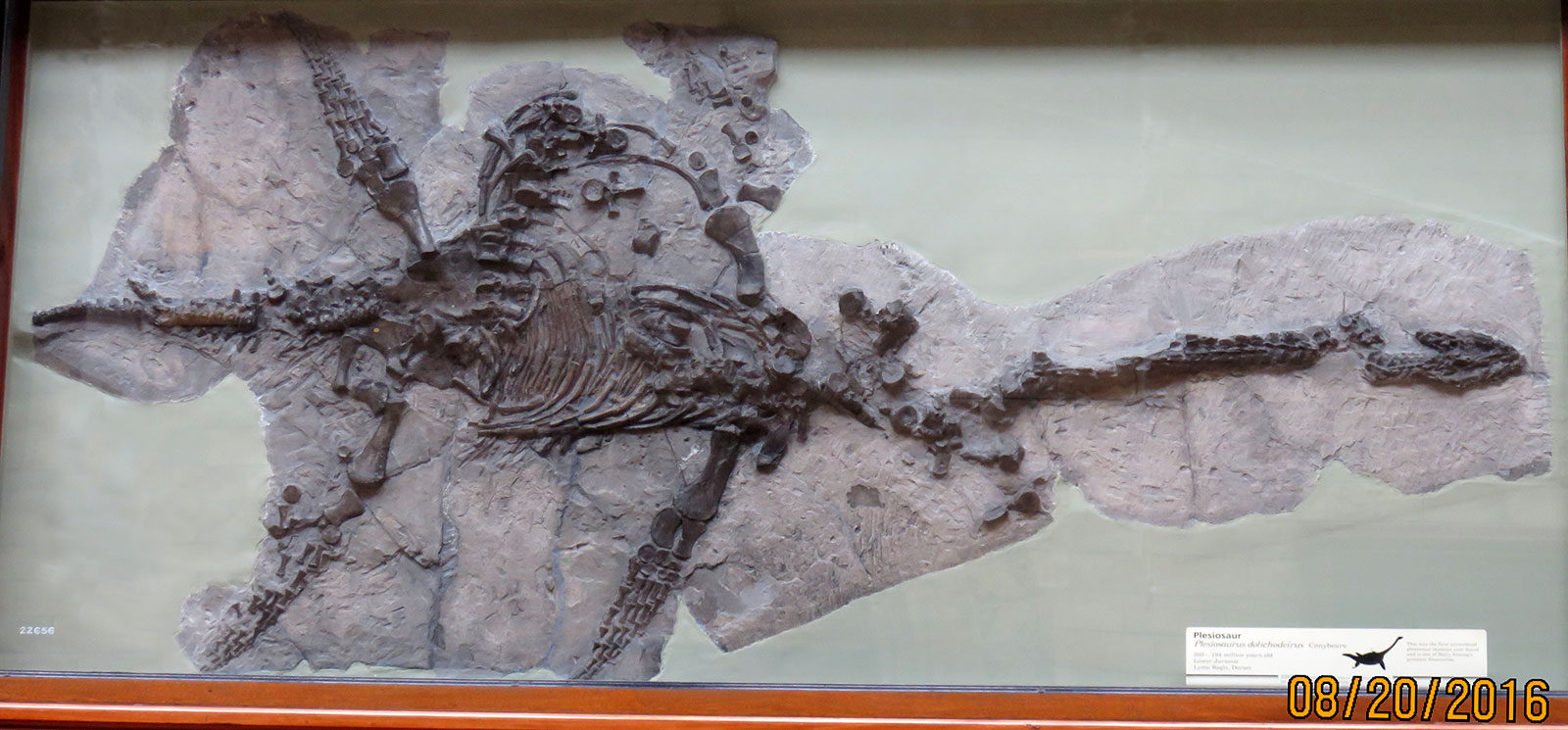 Louisville Fossils and Beyond: Feb 7, 2021