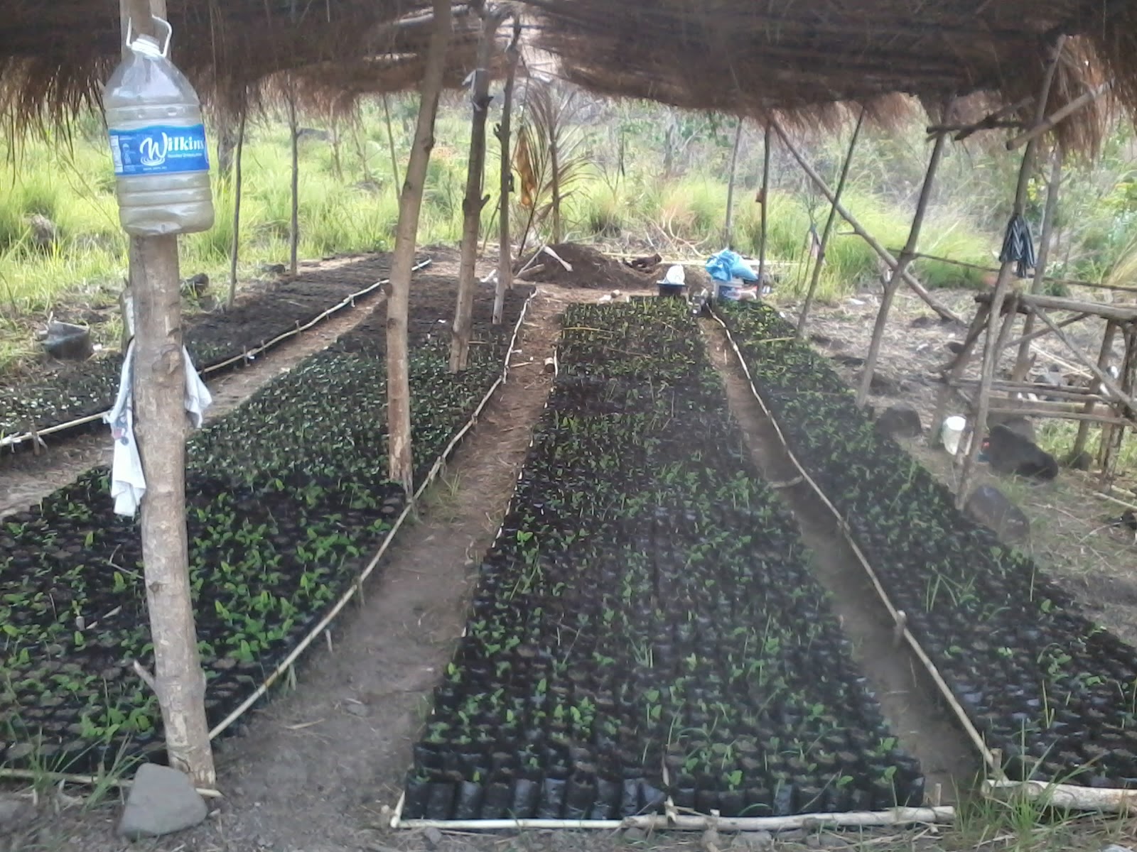 Sustainable Development: DENR Nursery in the Farm