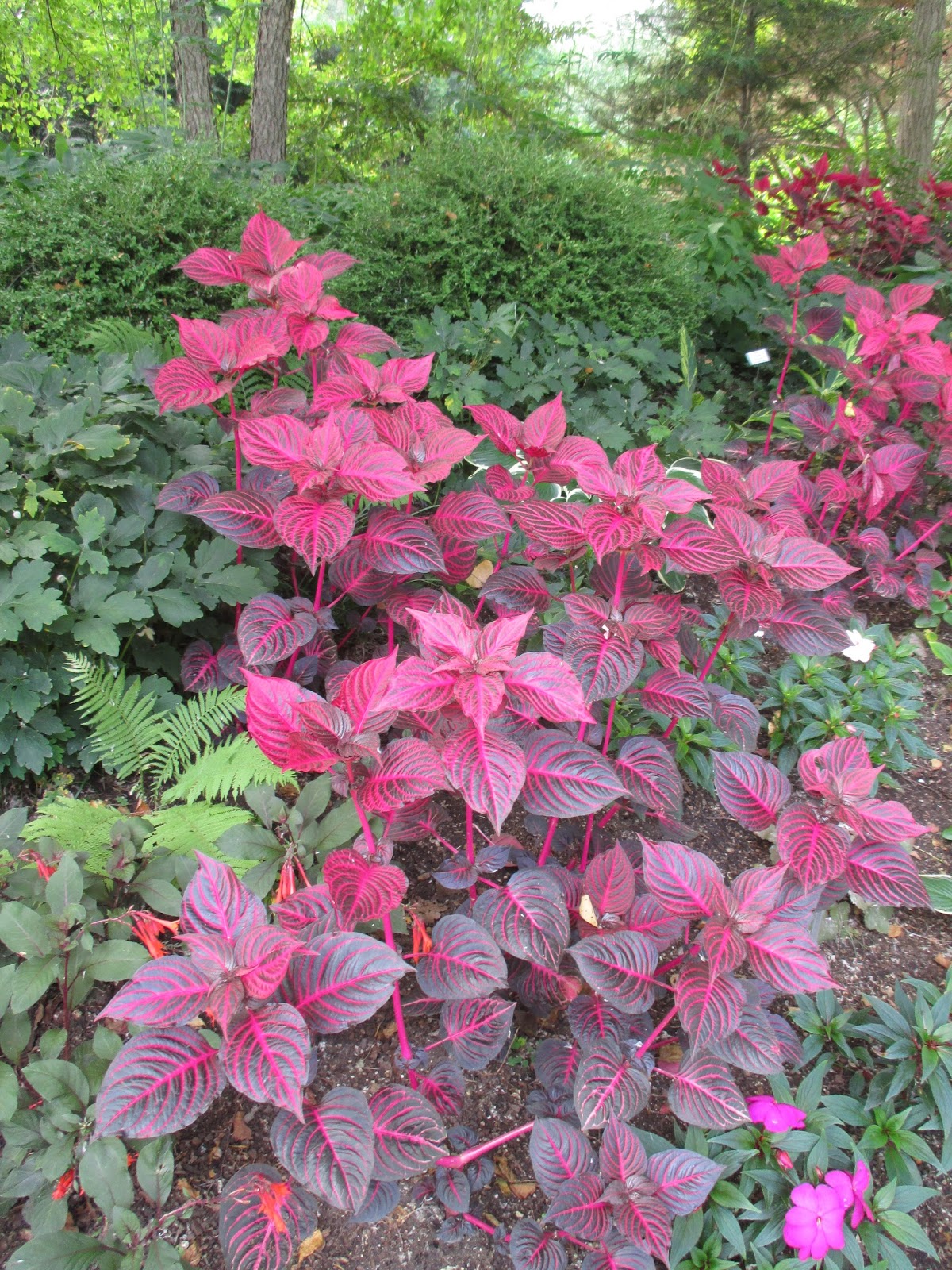Rotary Botanical Gardens - Hort Blog: Iresine 'Blazin' Rose' (Bloodleaf)