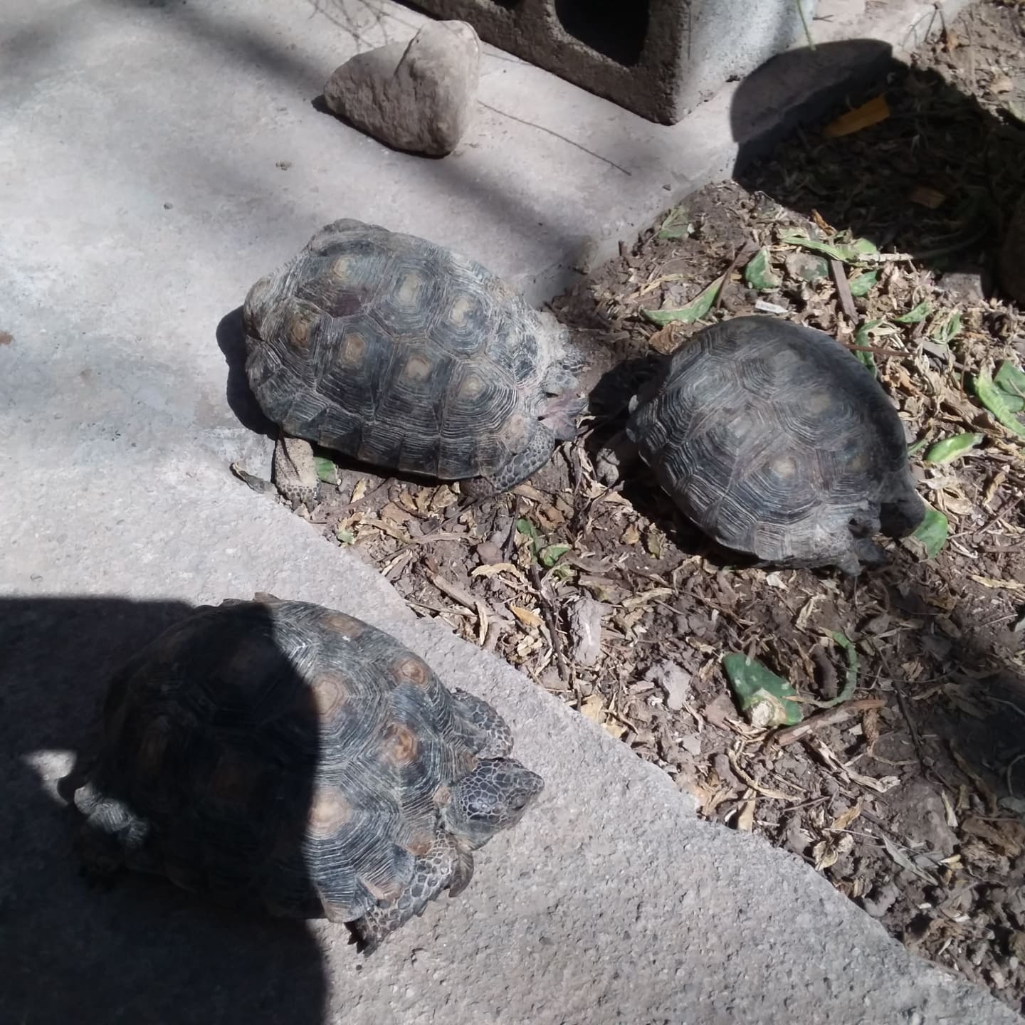 CRIADOR DE LA TORTUGA DE TIERRA,GOPEHRUS BERLANDIERI
