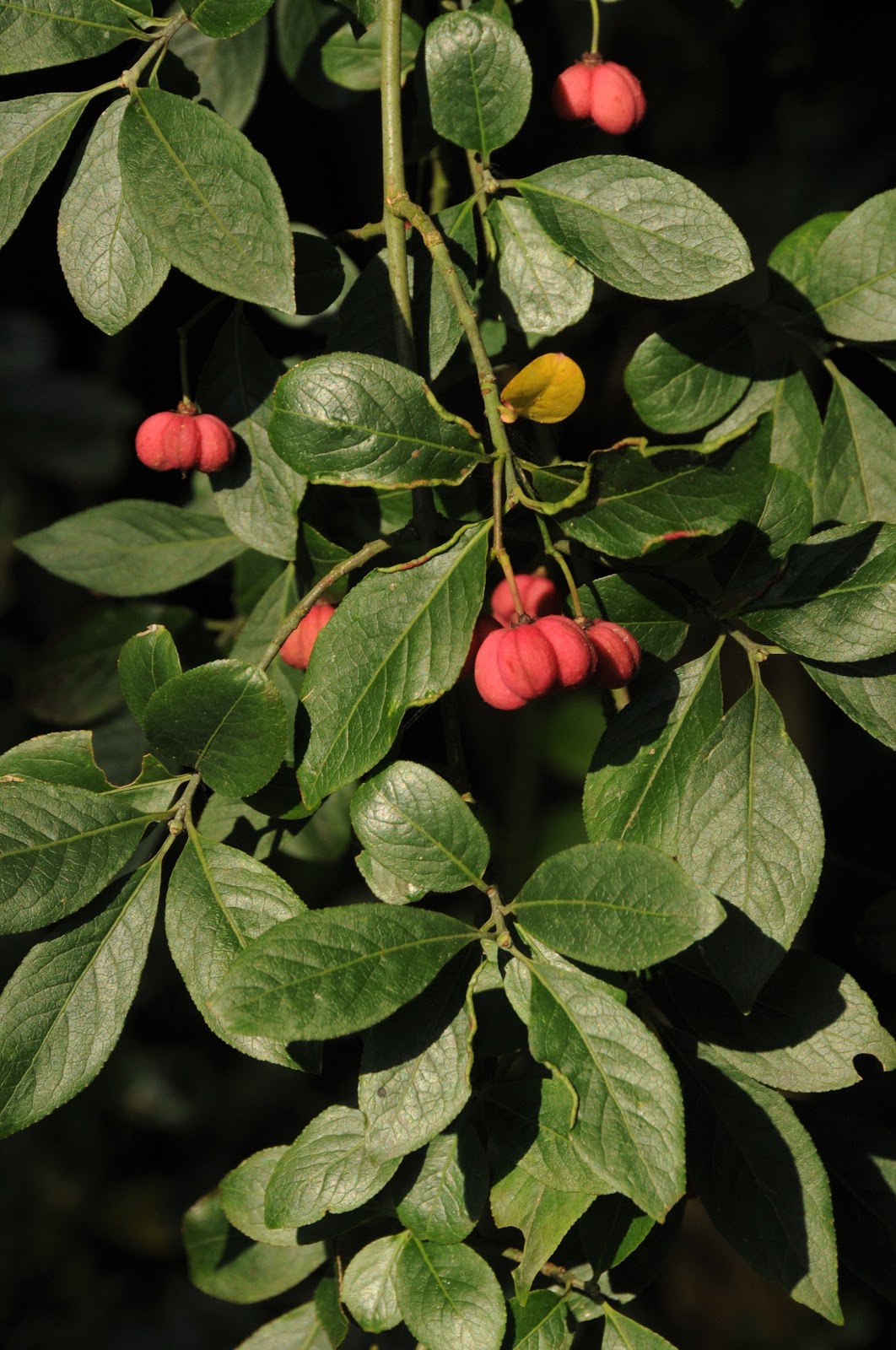 JURA, UNE TERRE, DES HOMMES: Le Fusain d'Europe ou Bonnet d'évêque.
