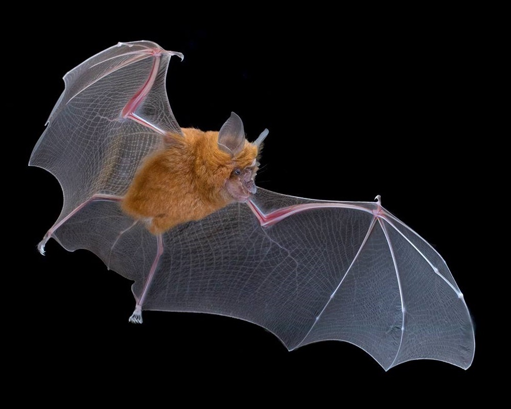 Species New to Science: [Mammalogy • 2018] Integrative Taxonomy ...