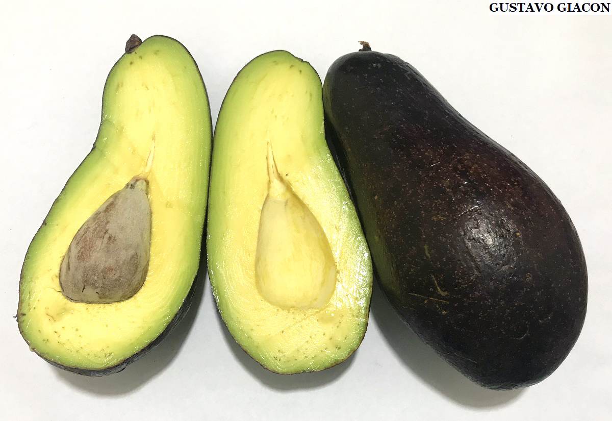 Viveiro Ciprest - Plantas Nativas e Exóticas: Abacate Berinjela ou ...