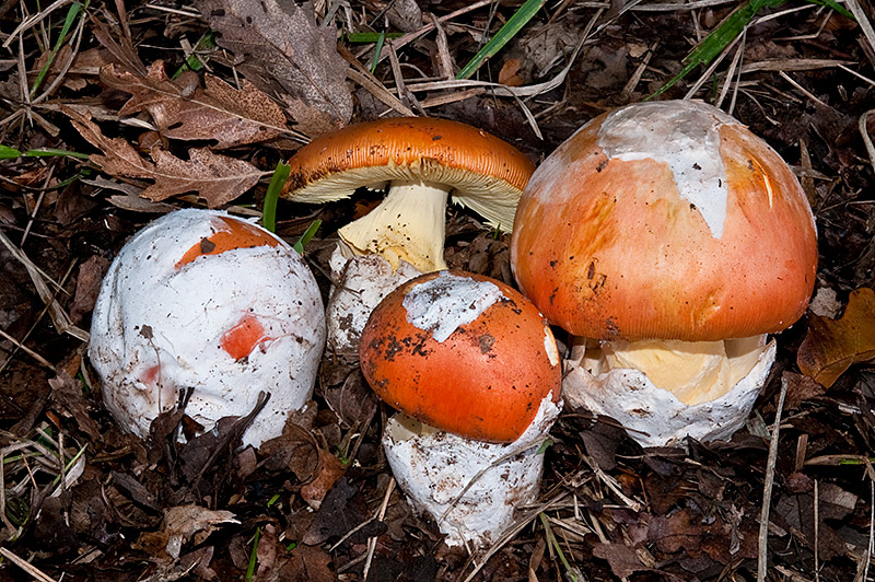İmparator Mantarı, Sezar mantarı (Amanita caesarea) - Mantarlı Yaşam