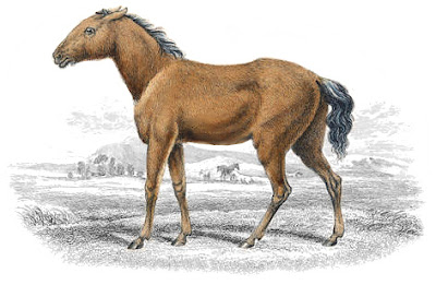 Tarpan (Equus ferus) ~ World Extinct Animals