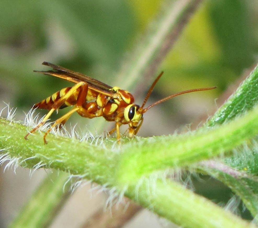 Ichneumon Wasp Facts