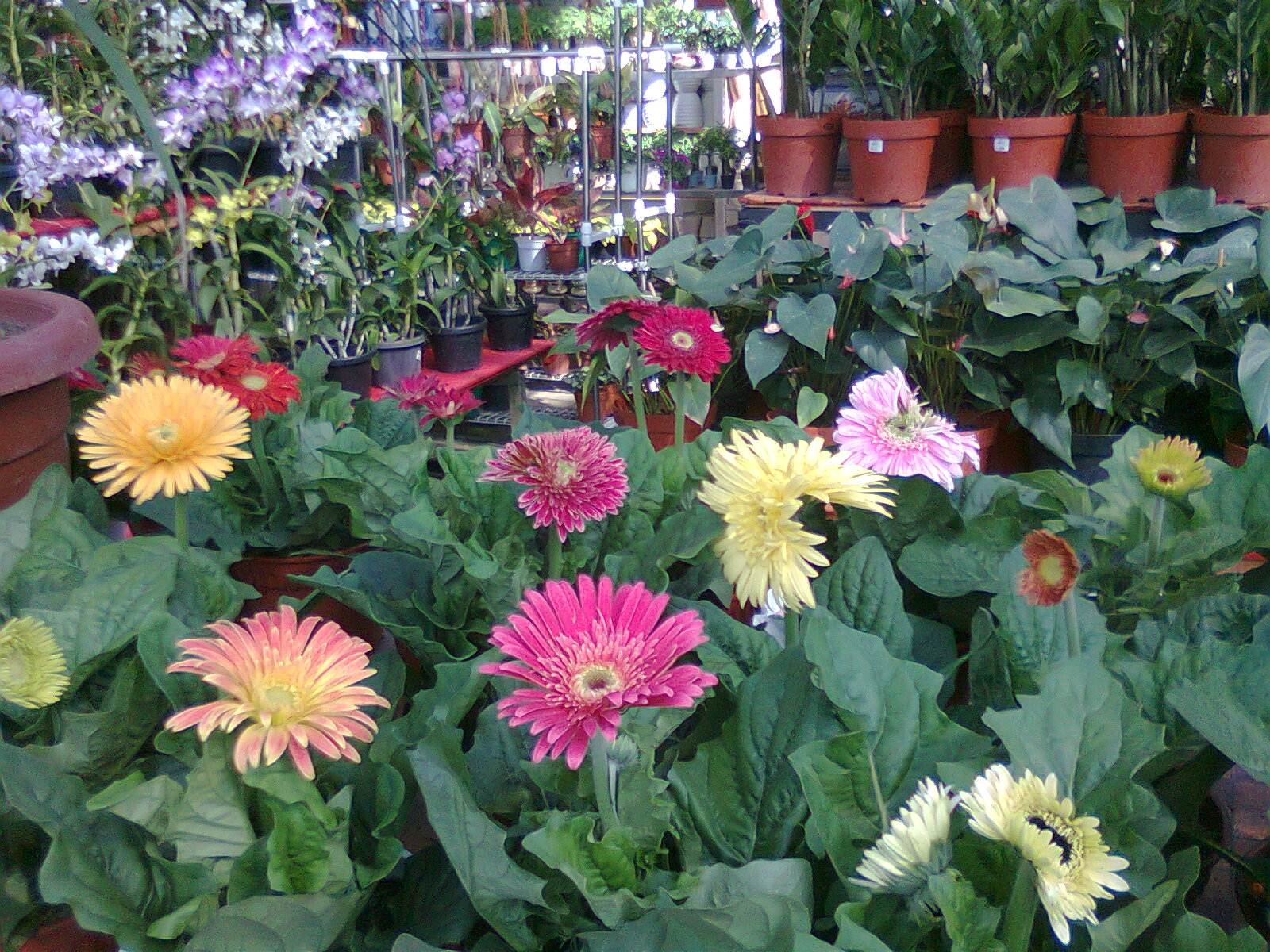 My SweeT JourNey..: Nursery Bunga Johor Bahru