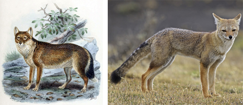 The Bohemian Budgie: Falklands Bumper Month