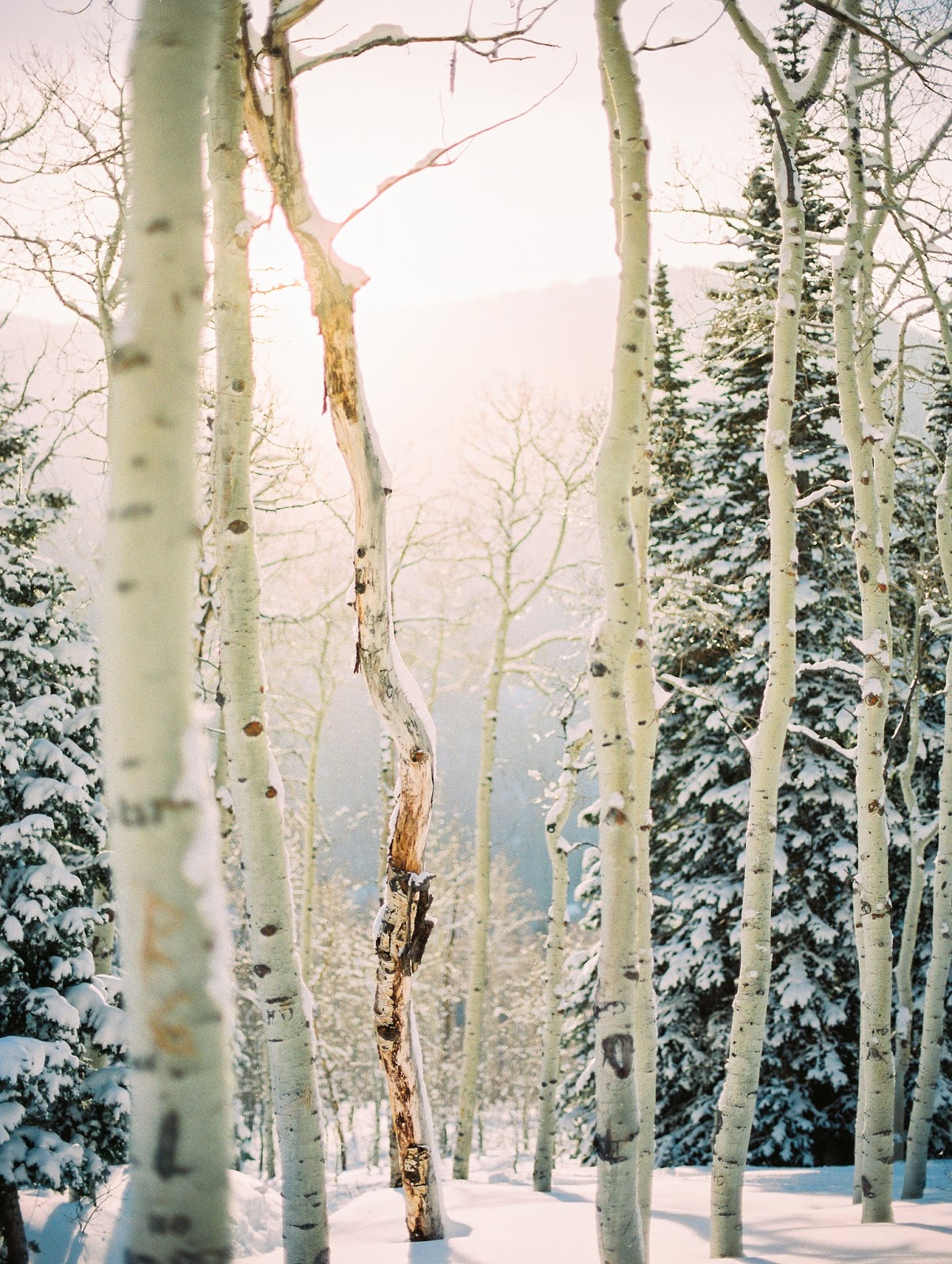 Silver Maple Photography