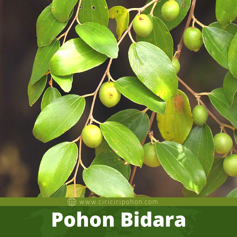 Alasan Kamu Harus Menanam Bibit Pohon Bidara - Ciriciripohon.com