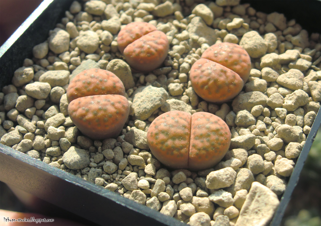 Lithops Stories: July 2017