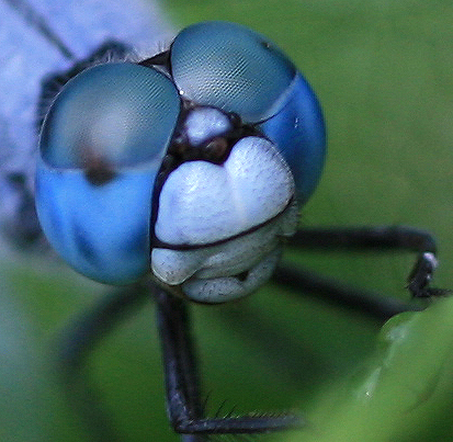 Awe & Some!: Amazing Insect Photography [26 Photos]