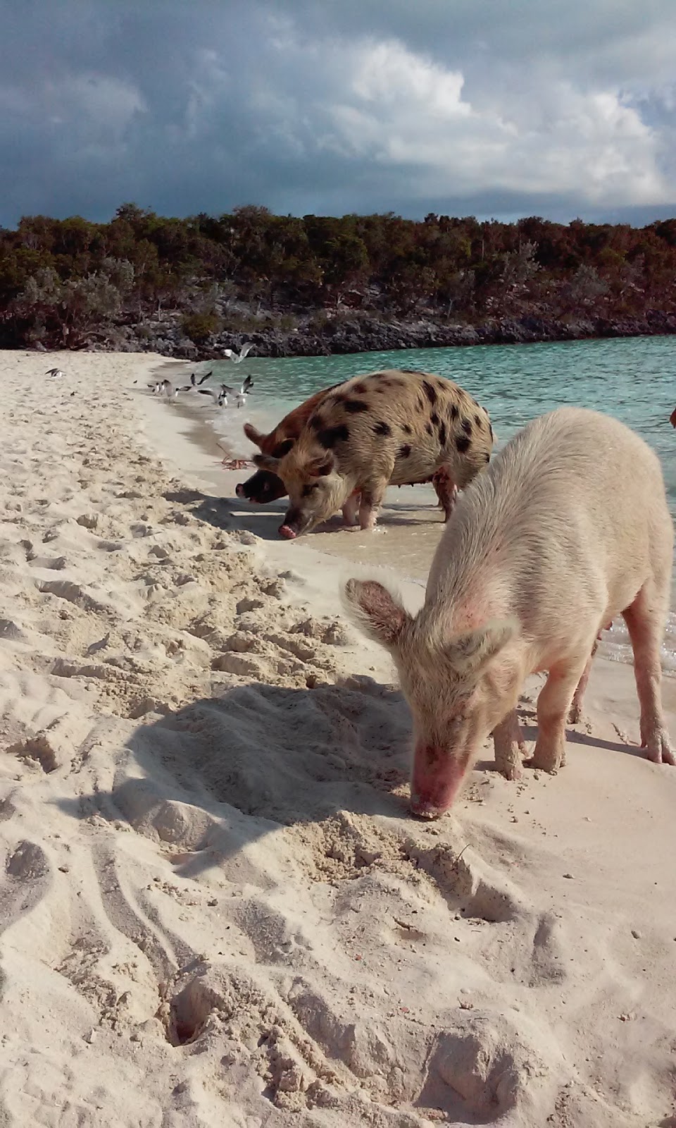 Cruising Miss Daisy: Staniel Cay - Big Major Cay