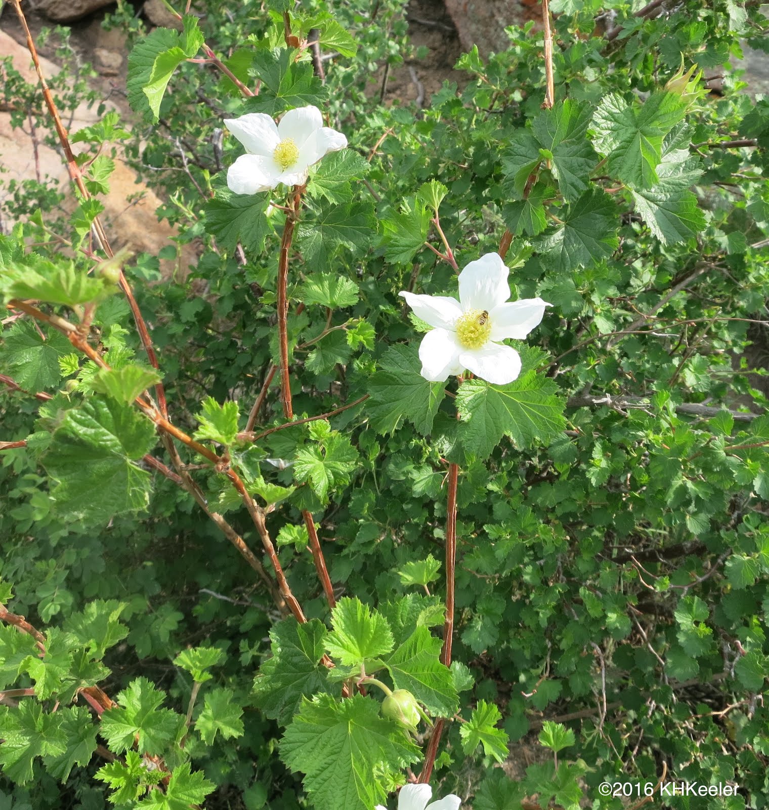 A Mountain Walk Looking For Pollinators - Patriots