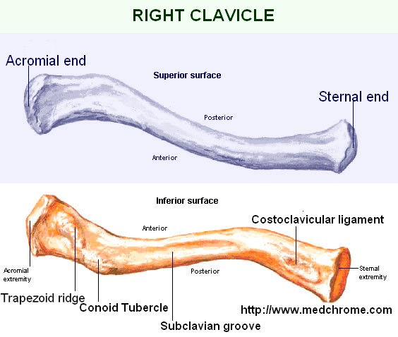 Orthopedic Way::Your Way To Be Perfect Orthopedic Surgeon: The clavicle