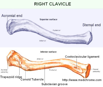 Orthopedic Way::Your Way To Be Perfect Orthopedic Surgeon: The clavicle