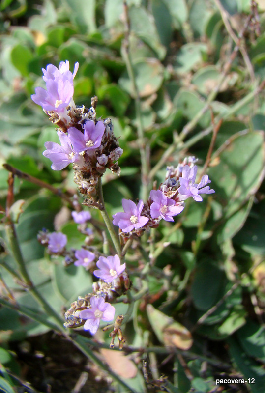 CH´USAY: Limonium sp