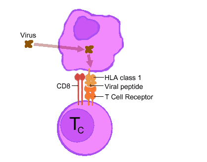 About Mutation: T Cell