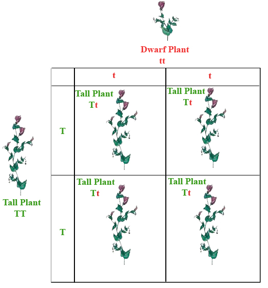 Learning Made Easier: Genetics