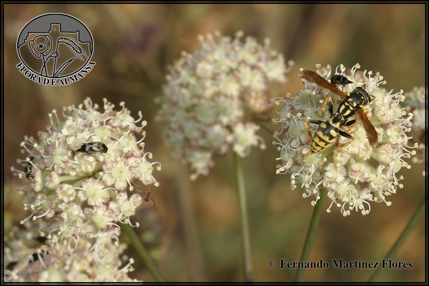 Semillas del cielo - Guillonea scabra y curiosidades sobre Umbelíferas