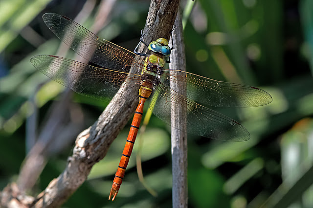 Odonata of Thailand Checklist | BugsAlive