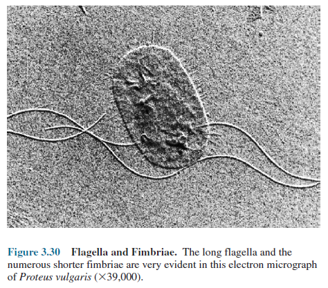 Microbiology Notes: Bacterial Cell Structure and Function