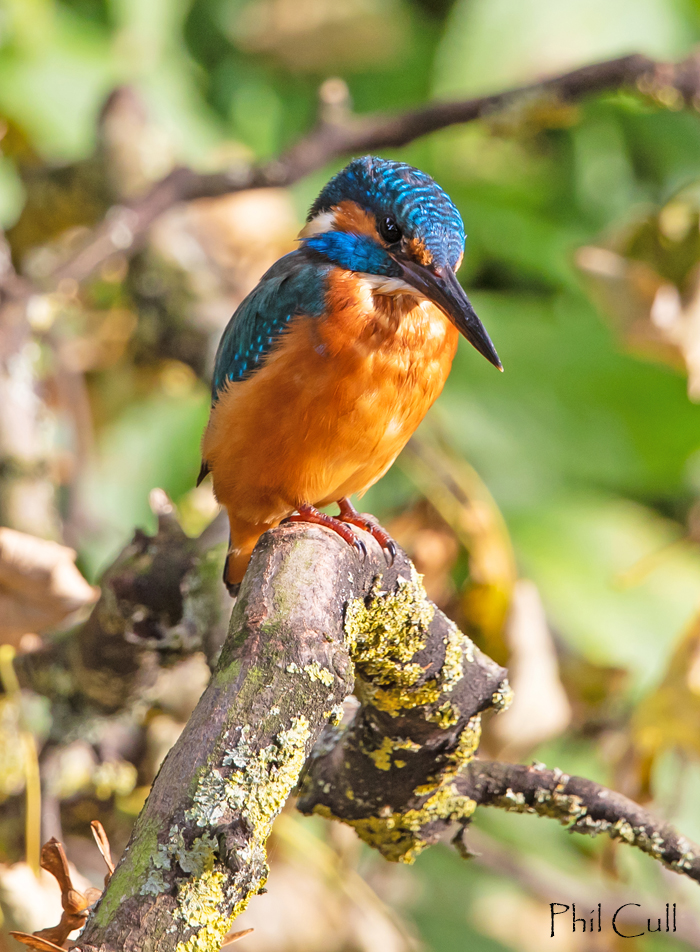 Phil Cull Wildlife Photography: 2020